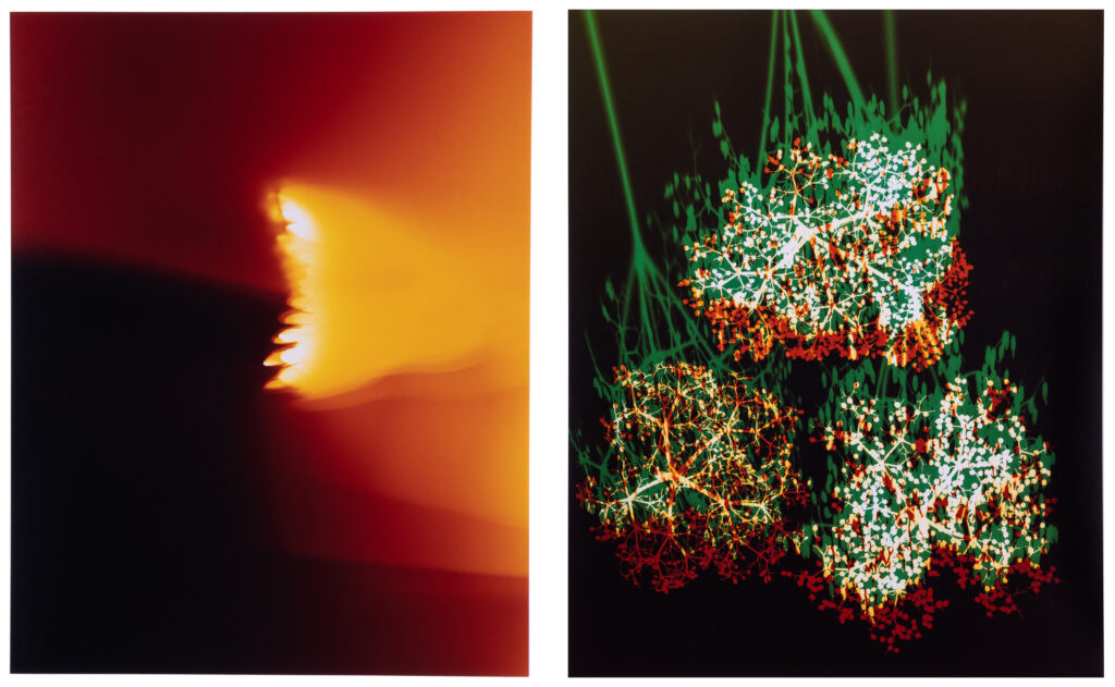 Art, Activism, Policy, Power: Colleen Plumb Urban Trees - MoCP